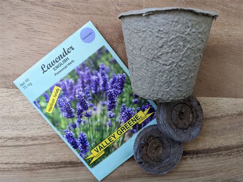 Lavender And Pollinators Plant Magic Club