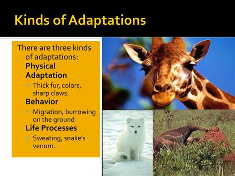 Chapter 4 Animal Growth And Heredity Ppt Download Chapter 4 Animal Growth And Heredity Ppt Download