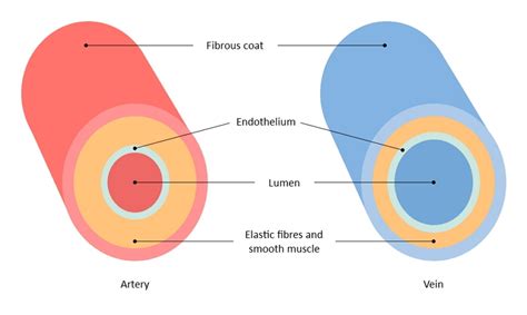 A Guide To Understand Artery And Veins With Diagrams EdrawMax Online