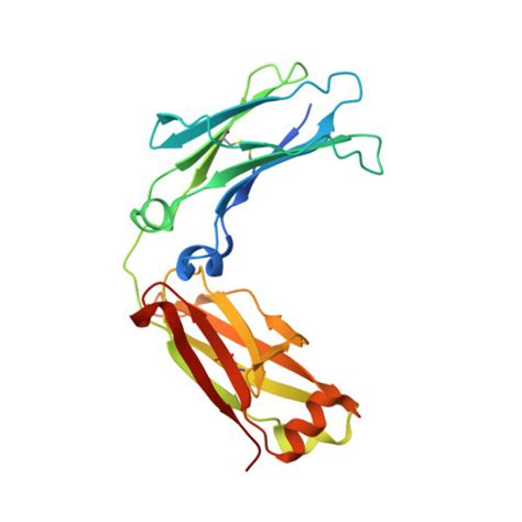 Rcsb Pdb 5k33 Crystal Structure Of Extracellular Domain Of Her2 In