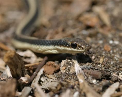 Western Patch Nosed Snake Facts Diet Habitat And Pictures On Animaliabio