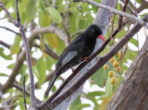 南區竹溪月見橋紅嘴黑鵯出沒 中華日報中華新聞雲