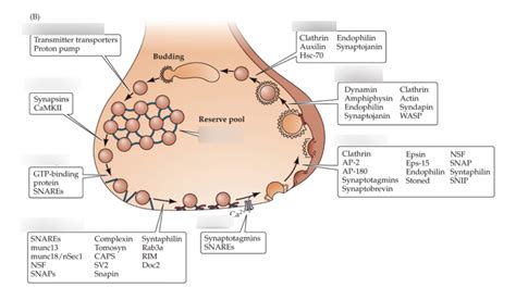 Vesicle Diagram