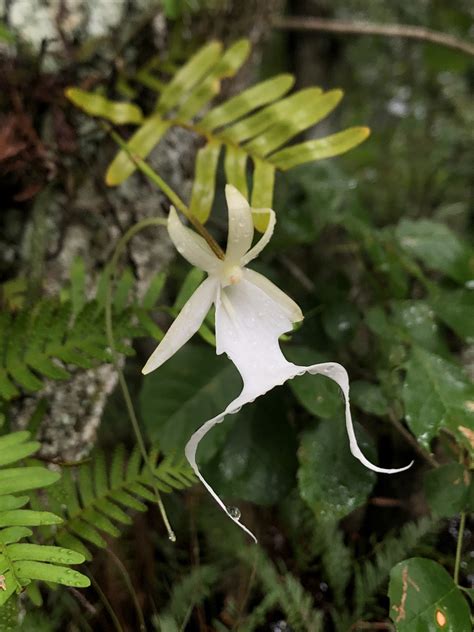 Florida Ghost Orchids Could Get Stronger Protections Wmnf 885 Fm