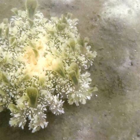 Stephen Keable Australian Museum Sydney Marine Invertebrates Research Profile