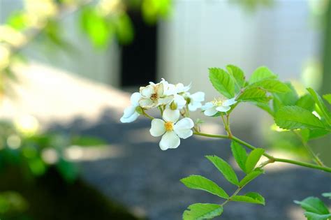Pruning Potentilla Plant Addicts