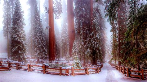 Sequoia National Park Wallpapers Wallpaper Cave