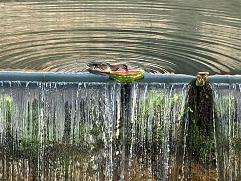 Melões E Melancias Para Os Patos Tomar Na Rede