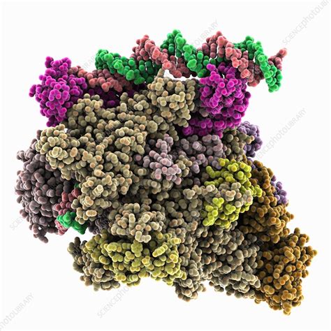 Dna Dna Directed Rna Polymerase Complex Molecular Model Stock Image