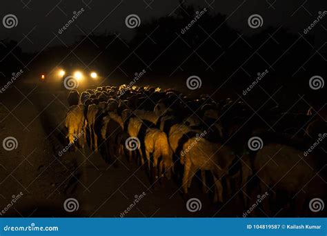 Dipak Stock Image Image Of Holder Decorative Green 104819587