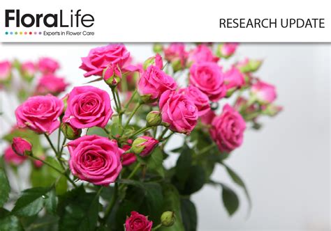 Effect Of Combined Floralife® Shield Ultra And Floralife® Ethylguard Ultra On The Postharvest