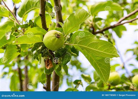 Small And Immature Apple Grows High On A Tree Spring Design Background