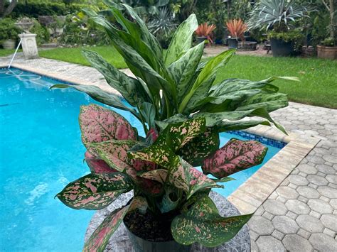 Set Of Aglaonema Romeo And Ruby Ray 6 Pots Etsy