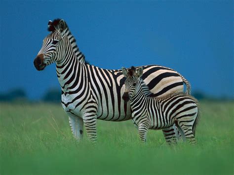 Zebra Wallpaper Photo At John Rosado Blog