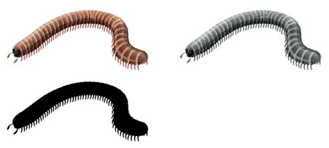 Set Of Millipede Character Set Drawing Grey Vector Set Drawing Grey