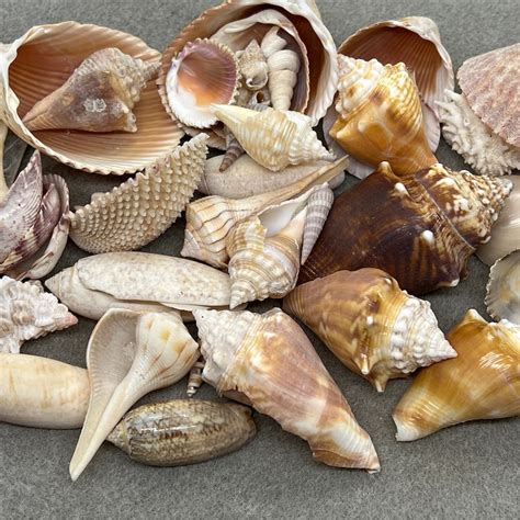 Assorted Seashells Etsy