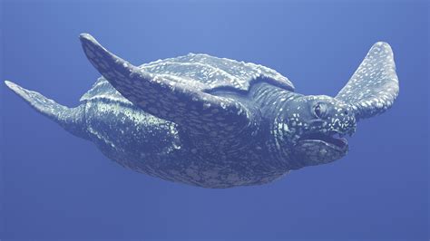 Leatherback Sea Turtle 3d Model By Cgzen