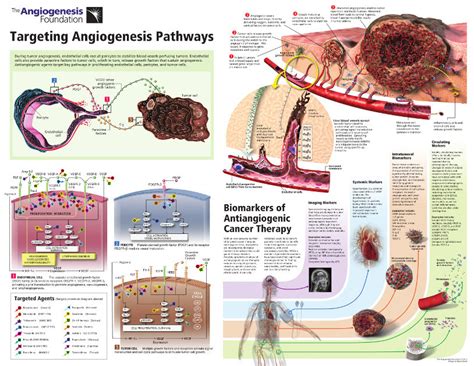 Publicationsthe Angiogenesis Foundation