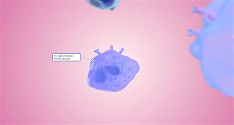 Premium Photo Ige Binds To Mast Cells And Basophils