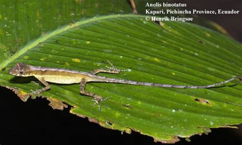 Anolis Binotatus The Reptile Database