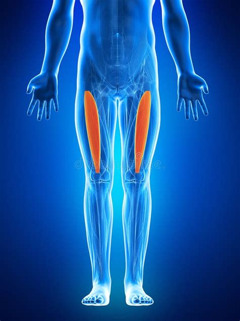 The Vastus Intermedius Stock Illustration Illustration Of Rendering