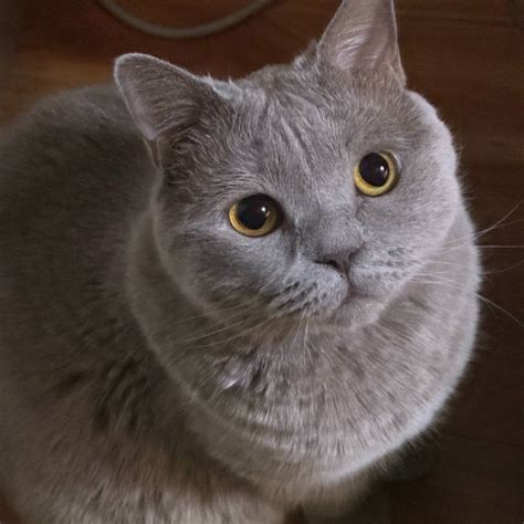 Amd 在 Amuse 31 中推出首款 Bf16 Sd 30 模型，为 Xdna 2 架构而优化stablemedium锐龙