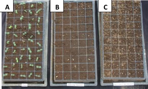 Desease Occurrence In Different Inoculation Method In Vivo A