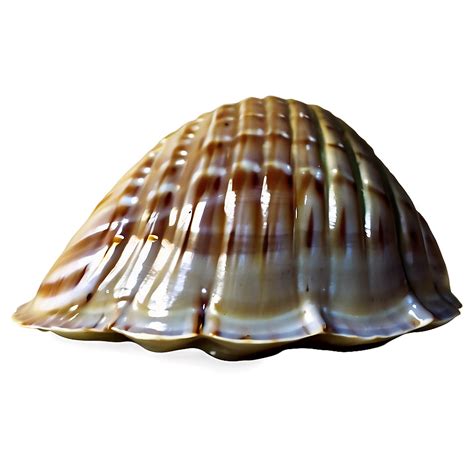 Download Closed Clam Shell Png Dij32
