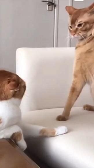 Patient Cat Finally Decides Hes Had Enough Credit To Reddit