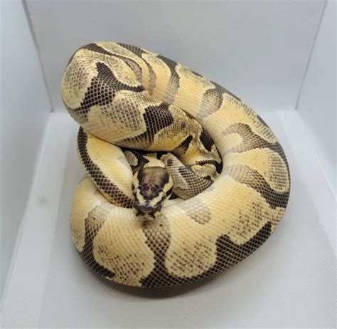 Pair Od Enchi 100 Het Dg Ball Python By Aw Reptiles