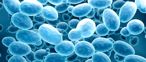 Yeast Cell Bank Testing Services Avance Biosciences