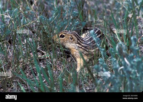 Thirteen Lined Thirteen Lined Ground Squirrel Ictidomys Tridecemlineatus Also Known As
