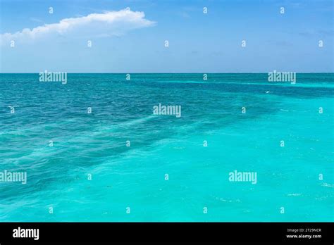 Turtle Grass Flats And Patch Reefs On The Sandy Bottom In Clear Shallow Water Inside The Belize