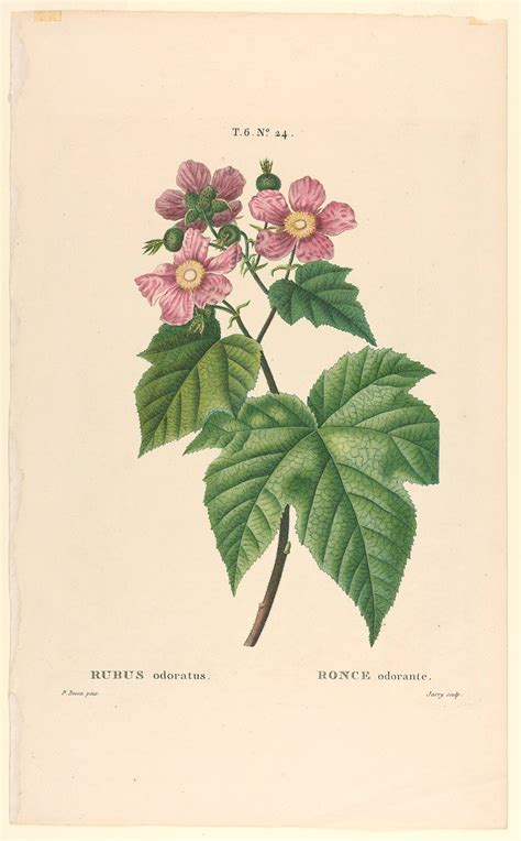 Rubus Odoratus Jarry Free Photo Illustration Rawpixel