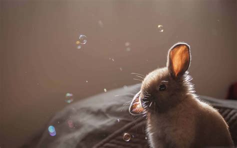 [100 ] Bunny Aesthetic Wallpapers