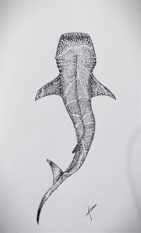 Whale Shark Sketch 3 Thousand Whale Shark Sketch Royalty Free Images