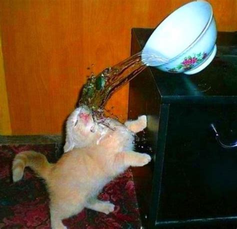 Good Water Cat Meme At Sean Swick Blog
