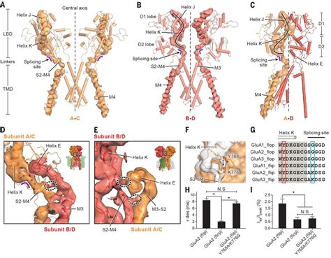S2 M4 Linkers Interact With Gating Machinery A To C Lbd Tmd Download Scientific Diagram