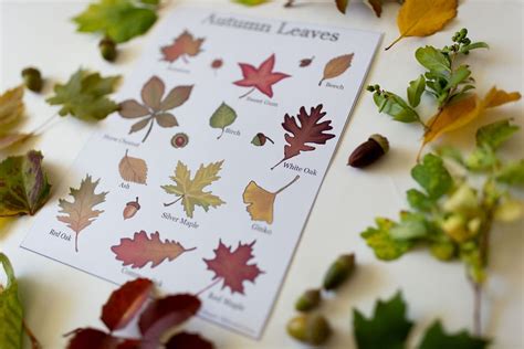 Autumn Leaves Identification Poster Etsy