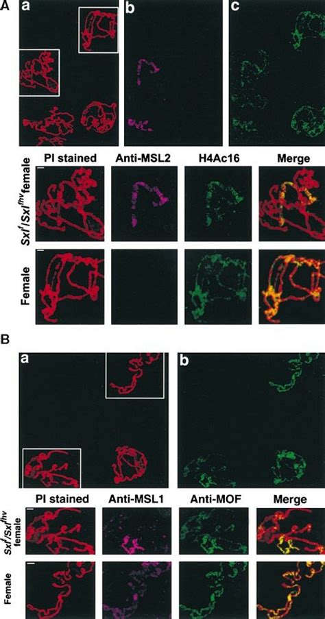 Msl Protein Binding In Sxl F Nuclei A A Mix Download Scientific