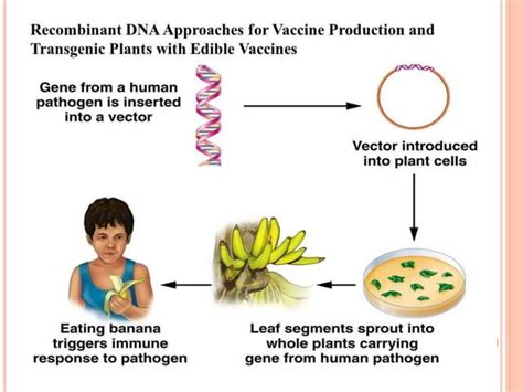 Application Of Transgenesis Ppt Pptx