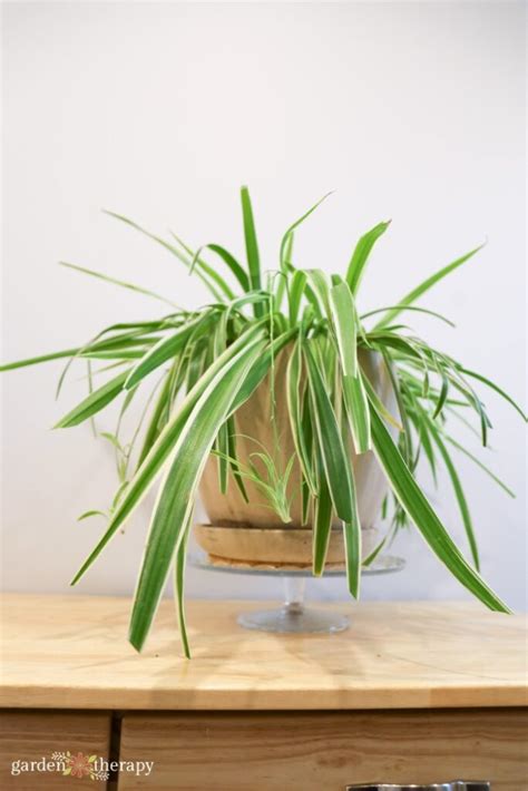 How To Make A Spider Plant Bushier Expert Tips Garden Therapy