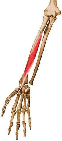 Flexor Pollicis Longus Muscle