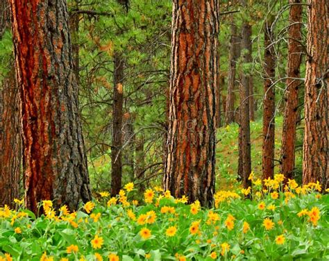 Bitterroot National Forest