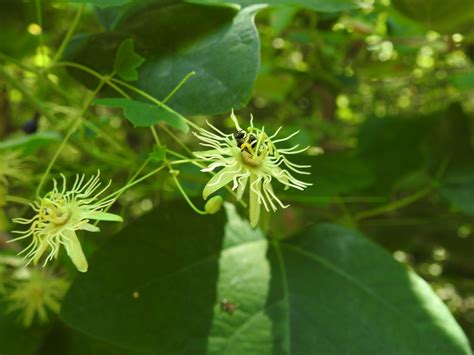 Passiflora Lutea Vine With Anthemurgus Passiflorae Bee H Flickr