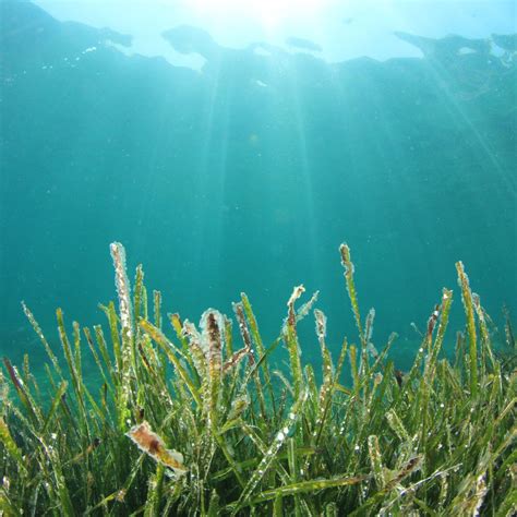 Alteromonas Ferment Extract Idemo