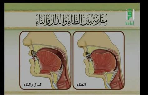 شرح مخرج الطاء والدال والتاء للشيخ ايمن سويد شرح مخرج الطاء والدال والتاء للشيخ ايمن