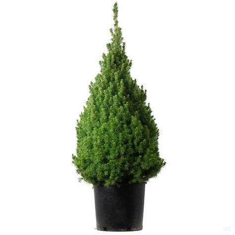 Dwarf Alberta Spruce — Green Acres Nursery And Supply