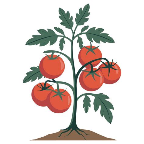 Tomato Tree Clipart