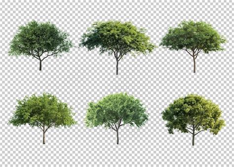 Premium PSD Trees Isolated Transparency Background